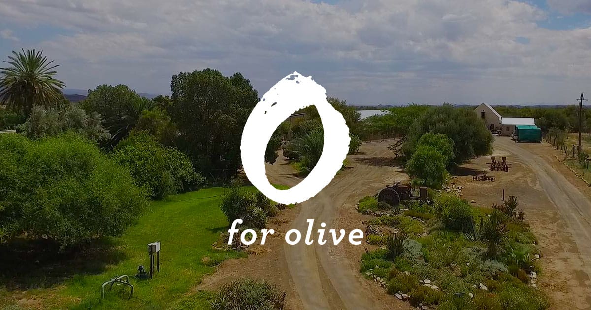 Olive farm experience: Prince Albert Western Cape: O for Olive